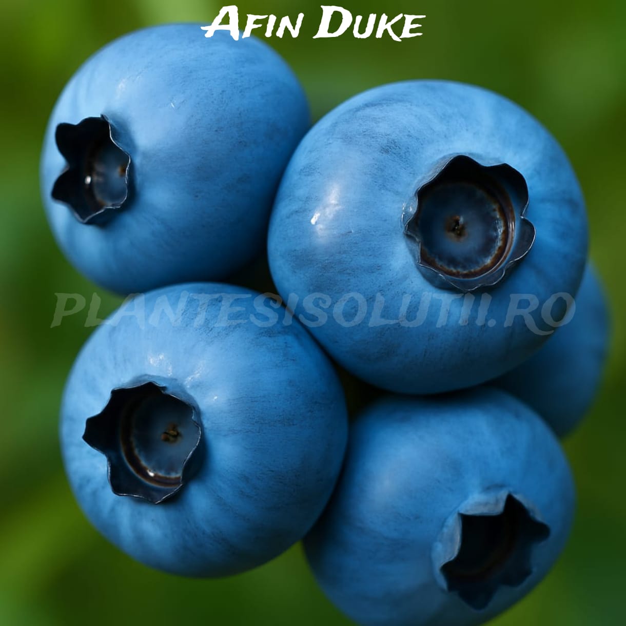 Afin Duke - Plante Si Solutii