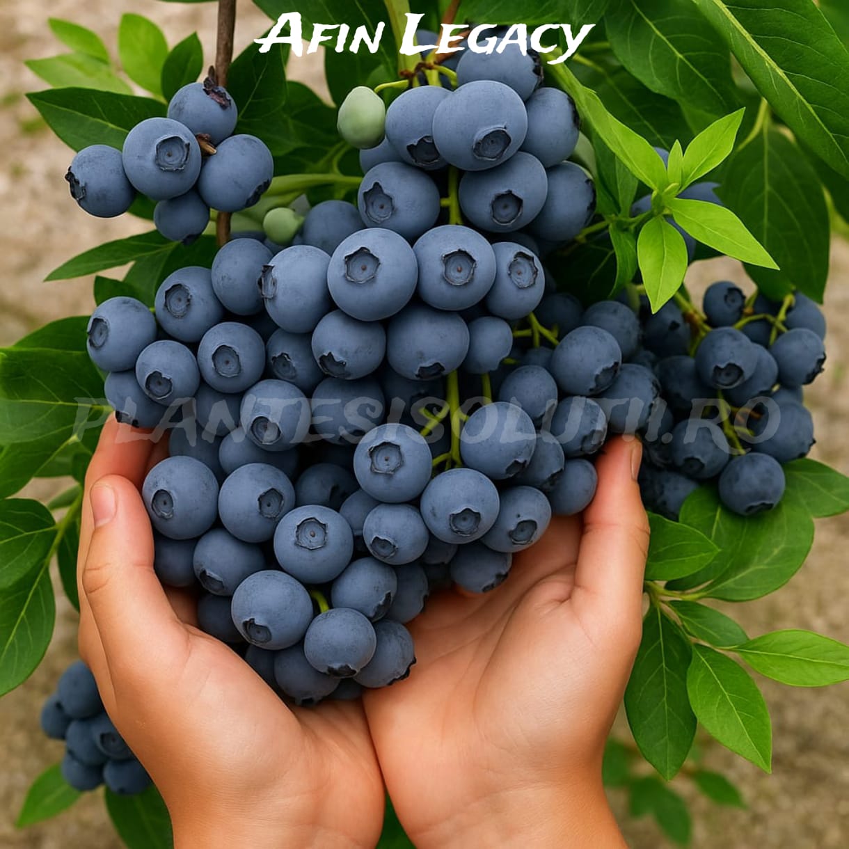 Afin Legacy - Plante Si Solutii