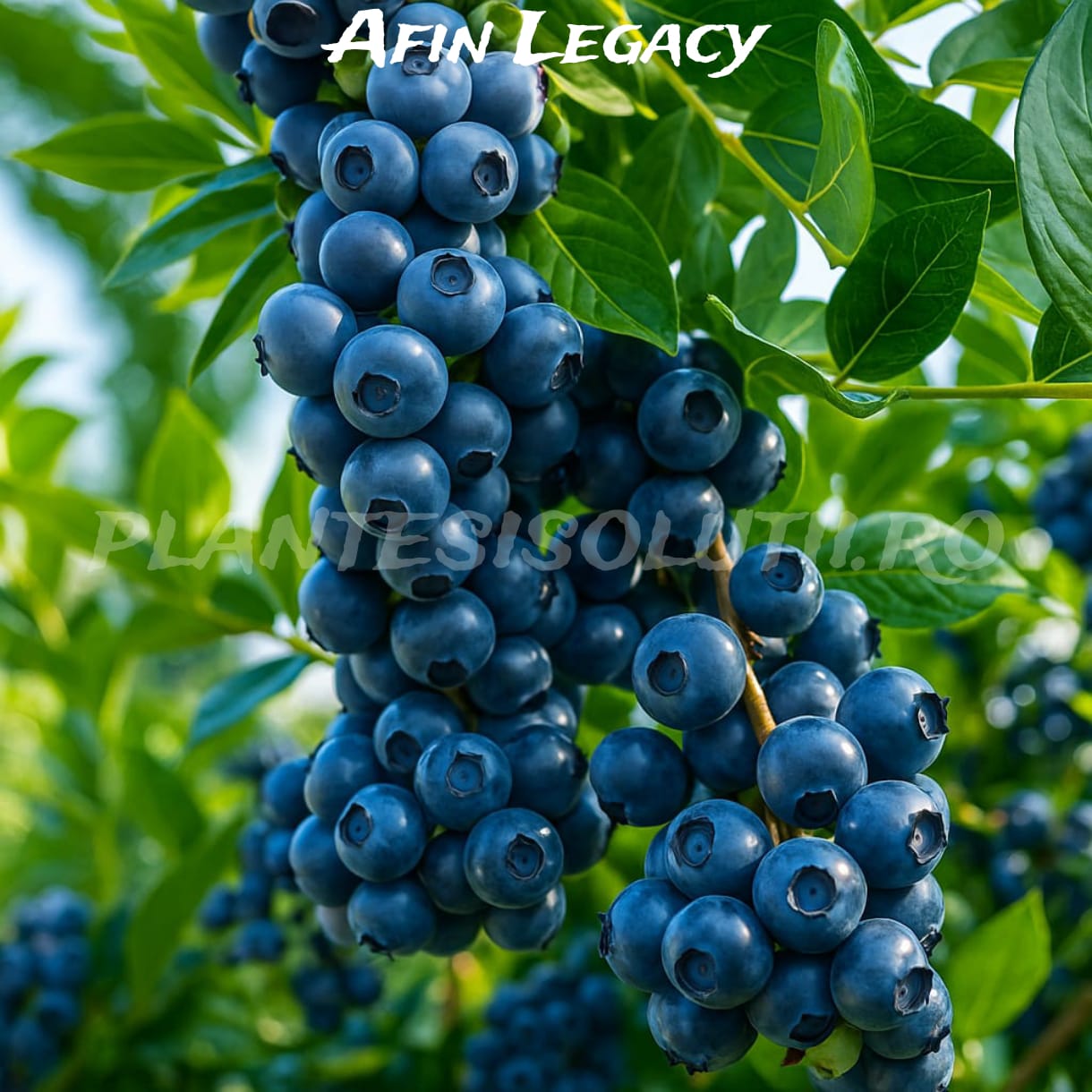 Afin Legacy - Plante Si Solutii