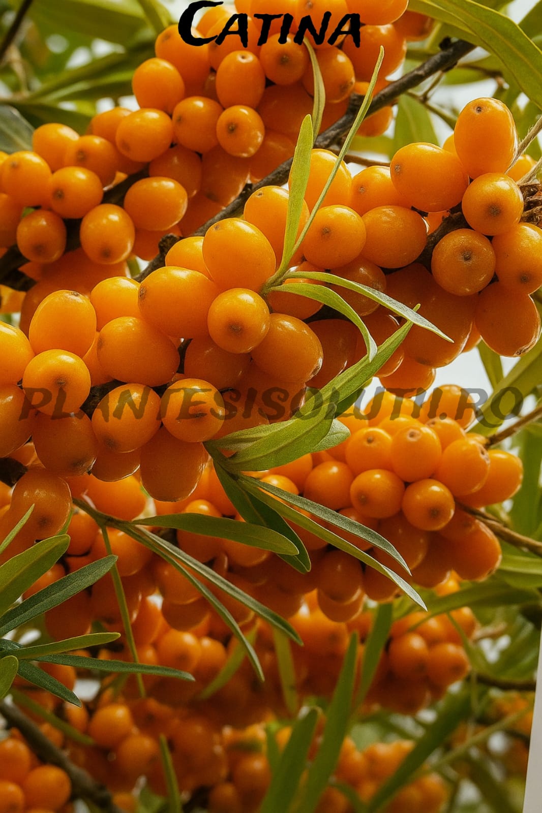 Catina Hippophae rhamnoides - Plante Si Solutii