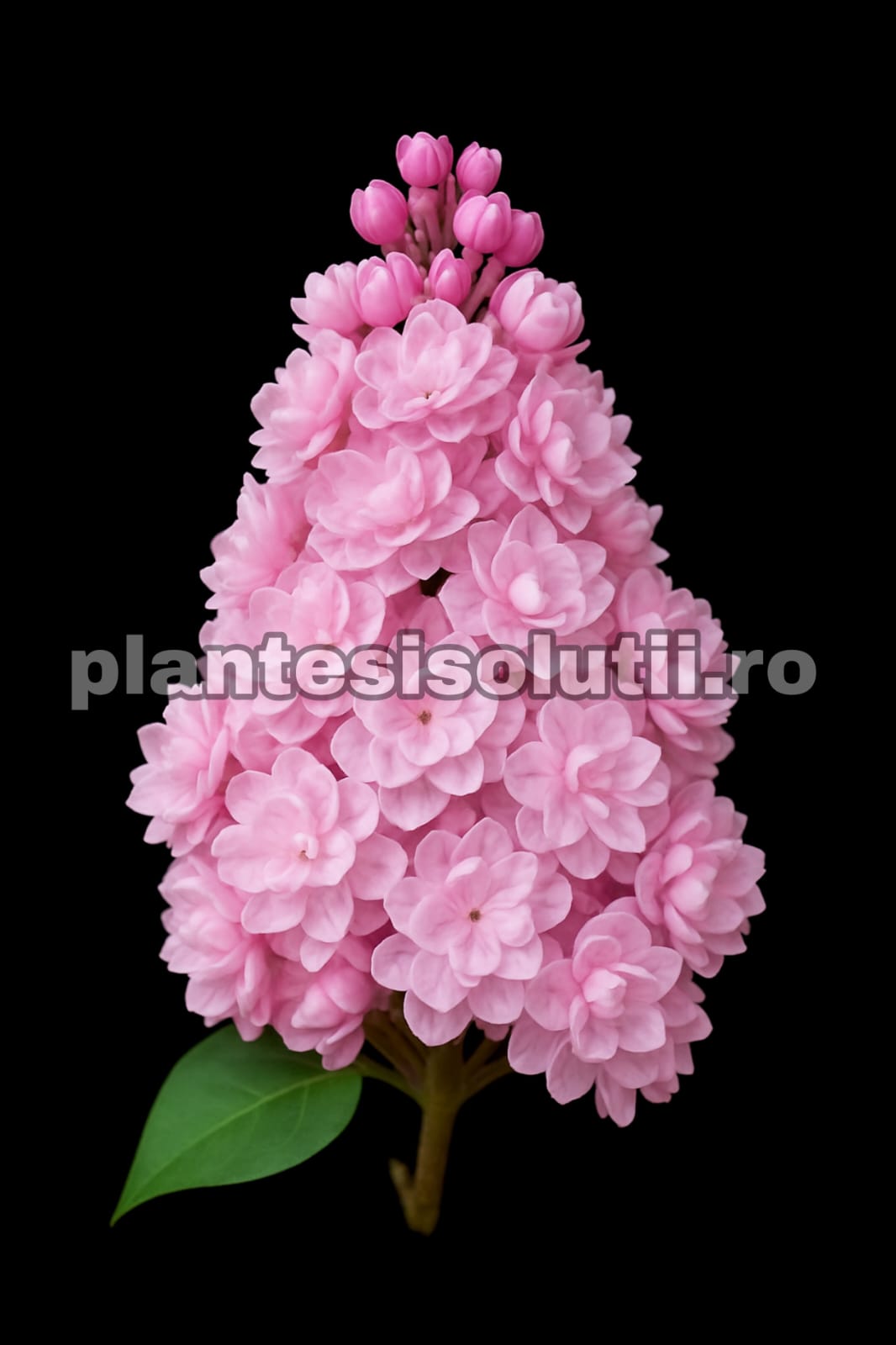 Liliac Piramidal Roz „Syringa vulgaris” Inaltime 50-70 cm - Plante Si ...