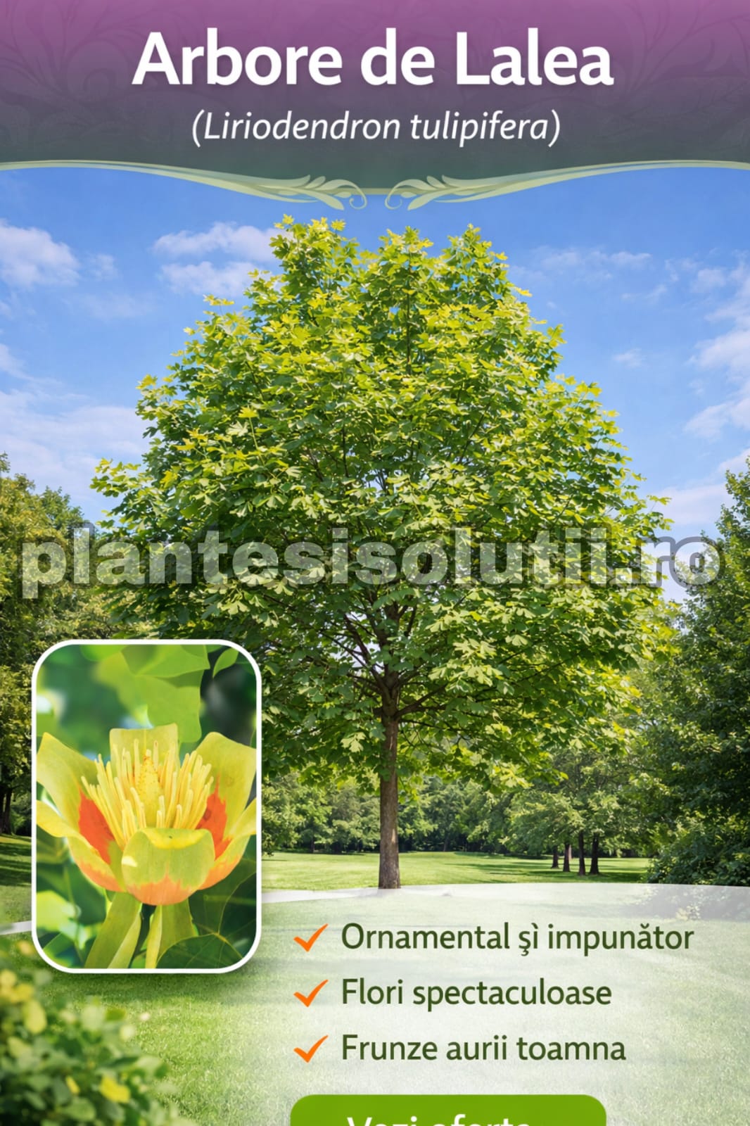 Arborele de Lalea - Liriodendron Tulipifera, 120cm-150cm - Plante Si ...